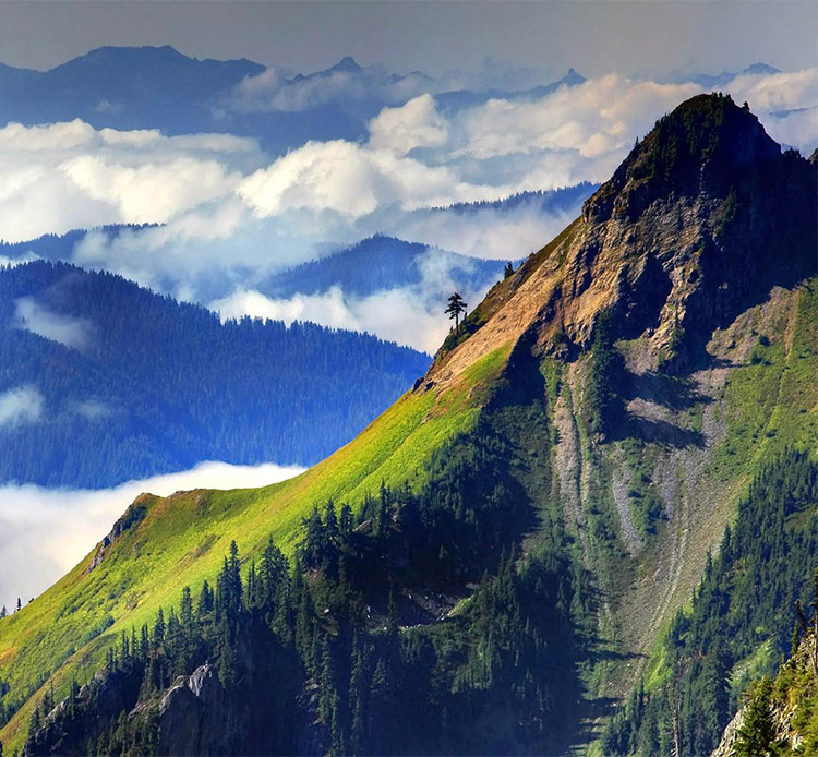 Fellow Certificate Program – NARM Training Institute